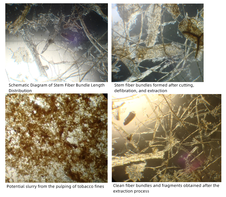 Tobacco Sheet/Reconstituted Tobacco - Machine and Solution for Pulp ...
